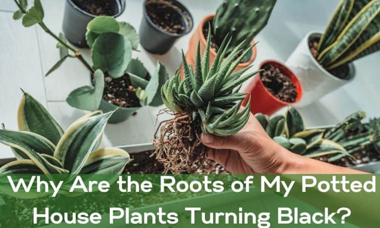 Why Are the Roots of My Potted House Plants Turning Black? [How to ...