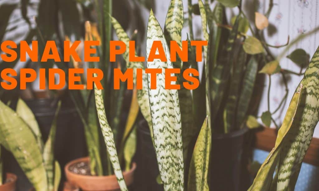 Snake Plant Spider Mites - HousePlantsInfo.com
