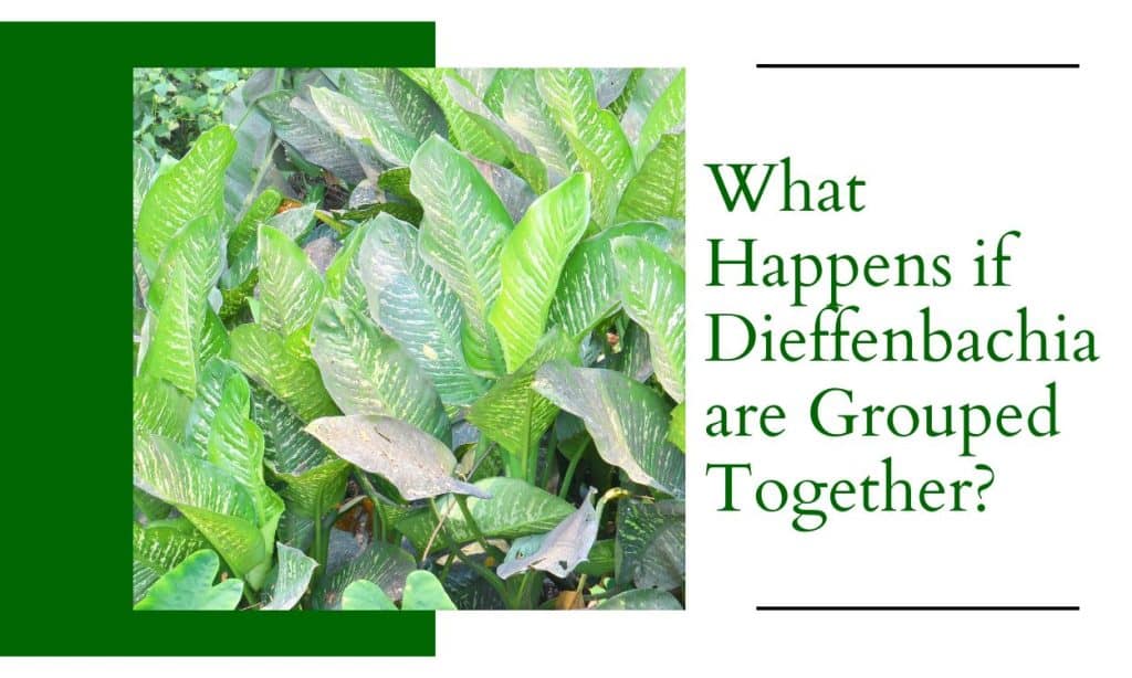 What Happens if Dieffenbachia are Grouped Together? - HousePlantsInfo.com