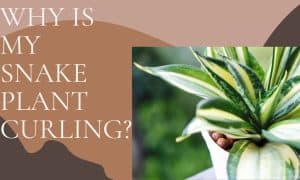 Why is My Snake Plant Curling? [Reasons & Fixes] - HousePlantsInfo.com