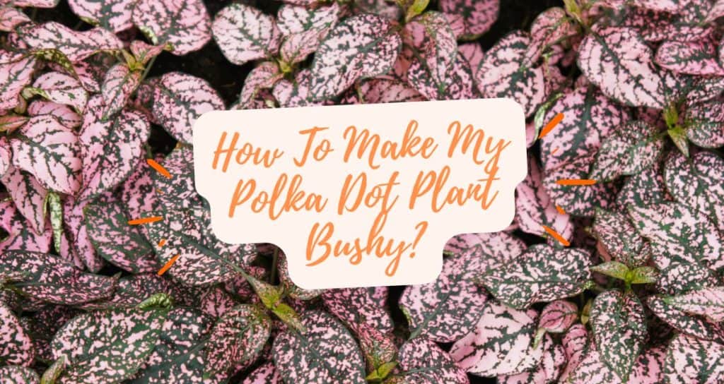 How To Make My Polka Dot Plant Bushy Complete Guide how-to-make-my-polka-dot-plant-bushy-complete-guide