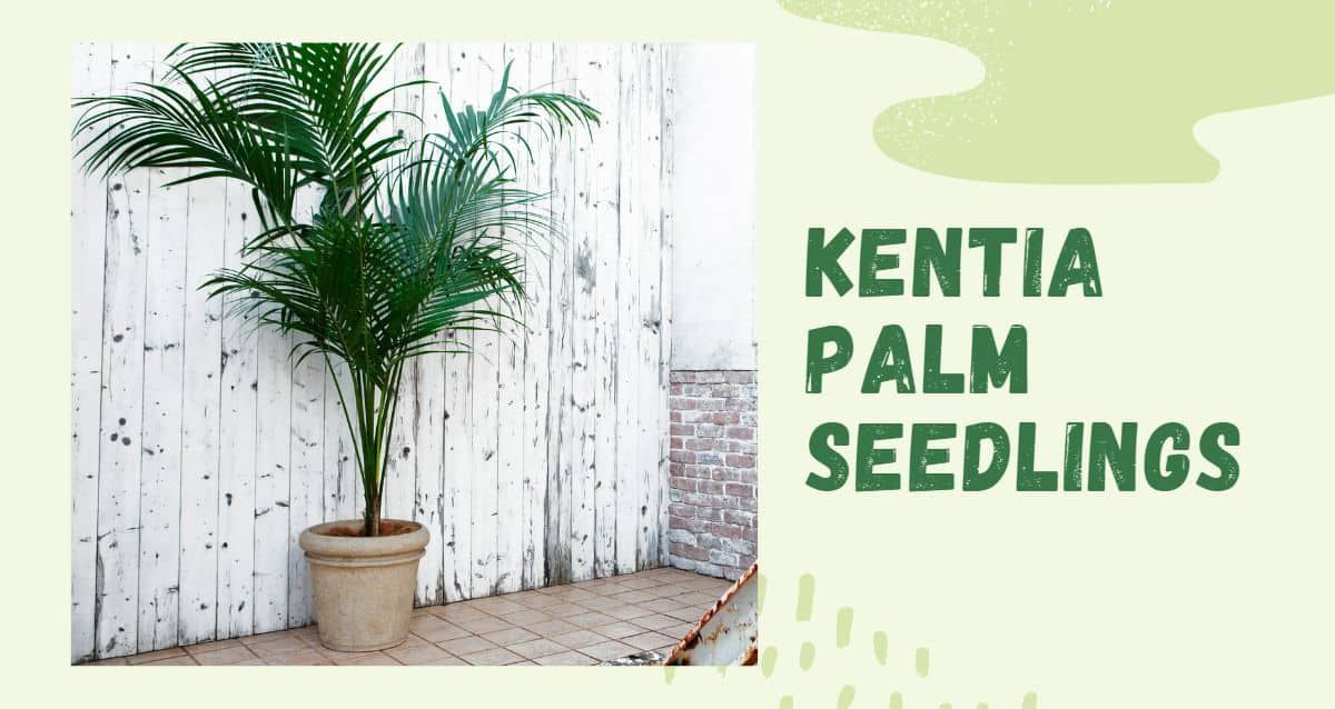 Kentia Palm Seedlings HousePlantsInfo Kentia Palm Seedlings HousePlantsInfo