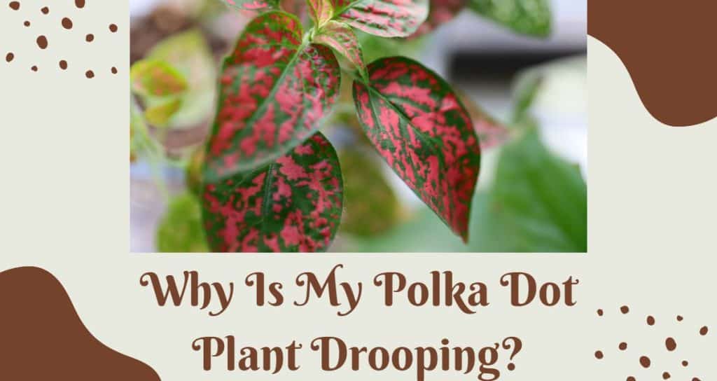 Why Is My Polka Dot Plant Drooping Causes And Fixes