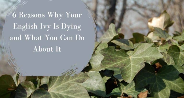 Why Your English Ivy Is Dying [6 Reasons & What You Can Do About It ...
