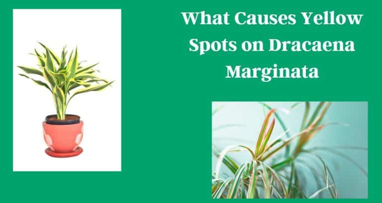 What Causes Yellow Spots on Dracaena Marginata [And How to Fix ...