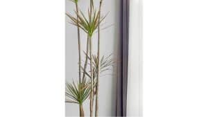 Why Is My Dracaena Marginata Drooping? | Dracaena Drooping Tips and ...