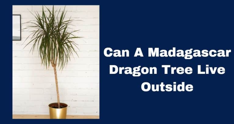 Can A Madagascar Dragon Tree Live Outside? - HousePlantsInfo.com