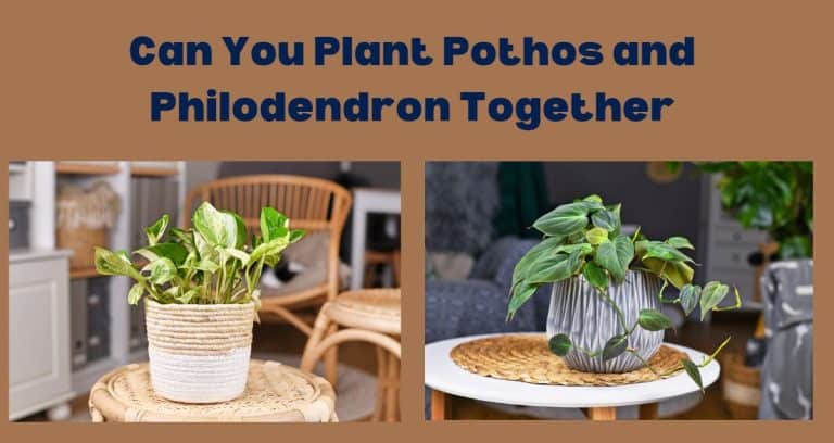 Can You Plant Pothos and Philodendron Together? - HousePlantsInfo.com