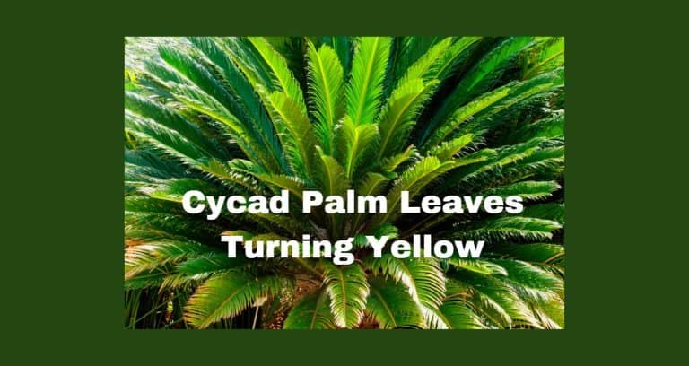 Cycad Palm Leaves Turning Yellow? [Causes & Fixes] - HousePlantsInfo.com