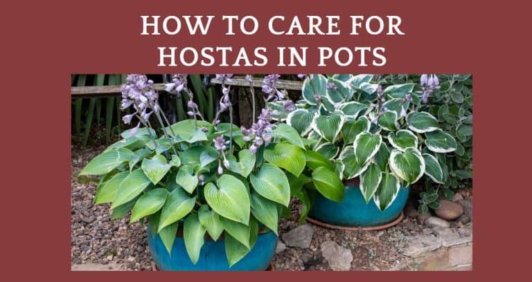 How To Care for Hostas in Pots [7 Easy Steps] - HousePlantsInfo.com