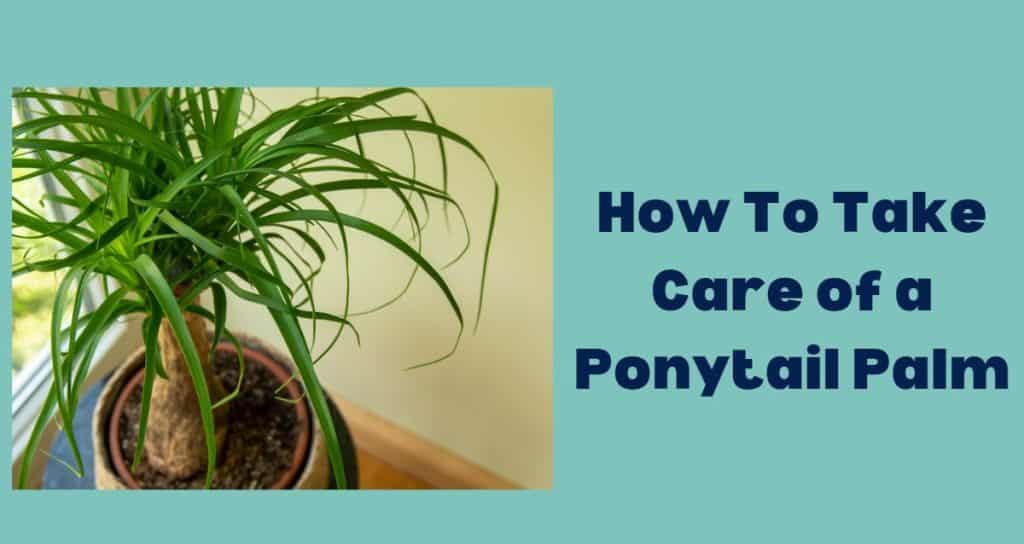 How To Take Care of a Ponytail Palm? - HousePlantsInfo.com