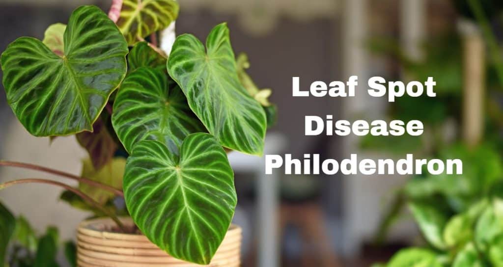 Leaf Spot Disease Philodendron Causes How To Fix HousePlantsInfo