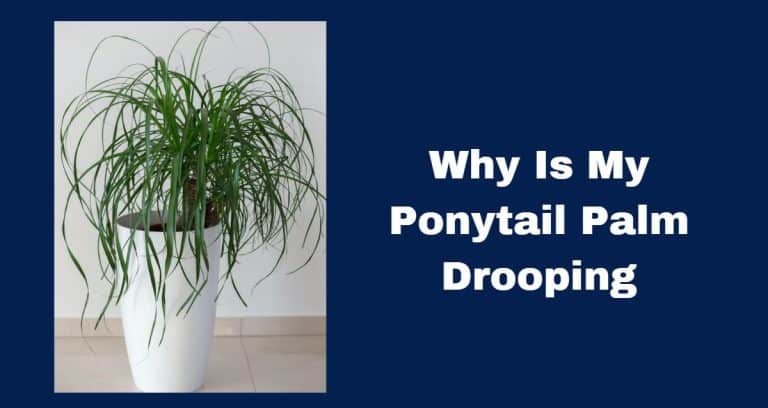 Why Is My Ponytail Palm Drooping? [How to Fix] - HousePlantsInfo.com