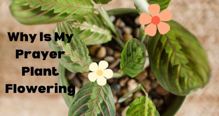 Why Is My Prayer Plant Flowering? [Reasons & What to Do ...