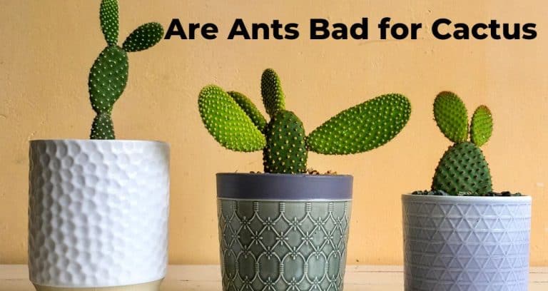 Are Ants Bad for Cactus? - HousePlantsInfo.com