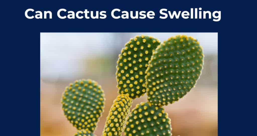Can Cactus Cause Swelling? - HousePlantsInfo.com