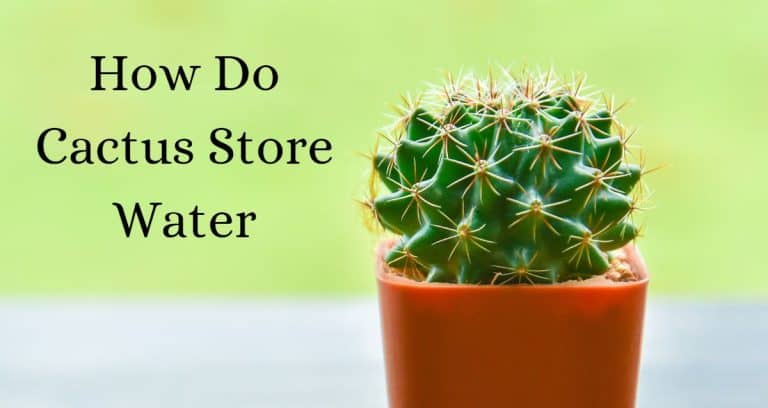 How Do Cactus Store Water? - HousePlantsInfo.com