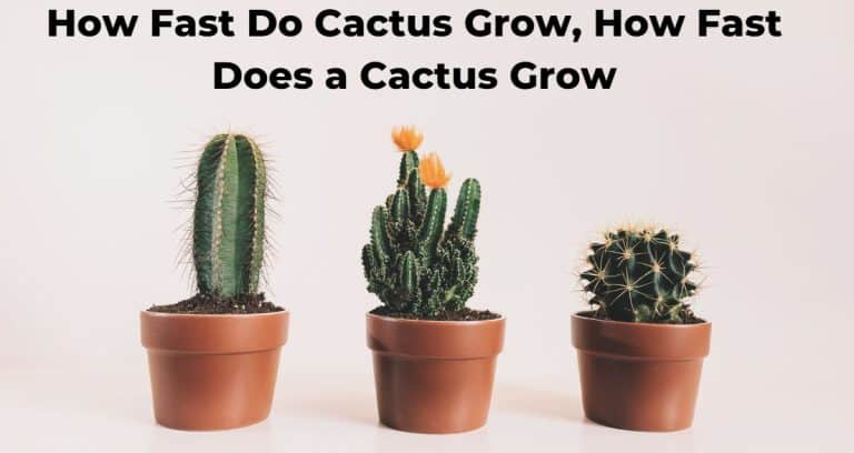 How Fast Does a Cactus Grow? - HousePlantsInfo.com