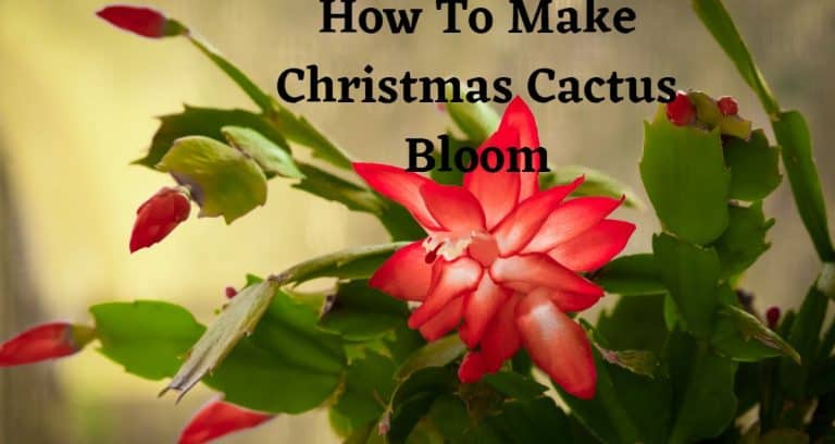 How To Make Christmas Cactus Bloom? [Complete Guide] - HousePlantsInfo.com