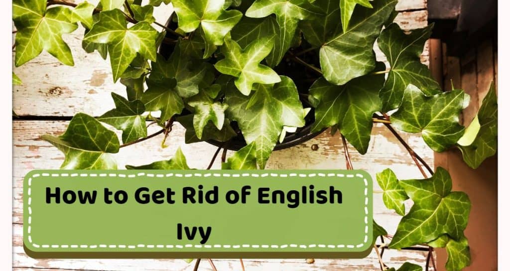 How to Get Rid of English Ivy - HousePlantsInfo.com