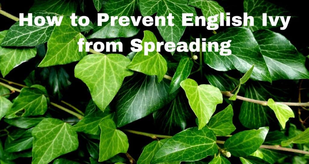 How to Prevent English Ivy from Spreading - HousePlantsInfo.com