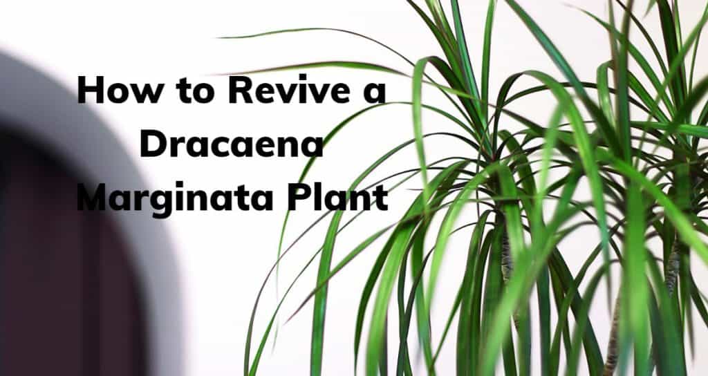 How to Revive a Dracaena Marginata Plant - HousePlantsInfo.com
