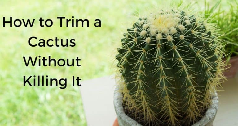 How to Trim a Cactus Without Killing It? - HousePlantsInfo.com
