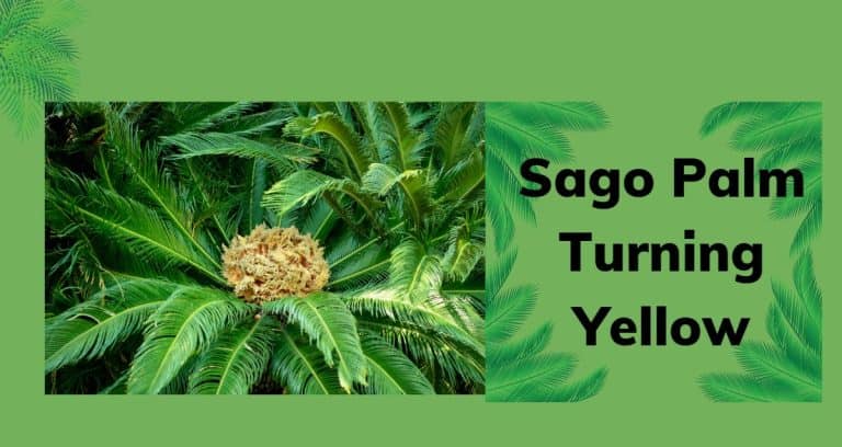 Sago Palm Turning Yellow – Ultimate Guide - HousePlantsInfo.com