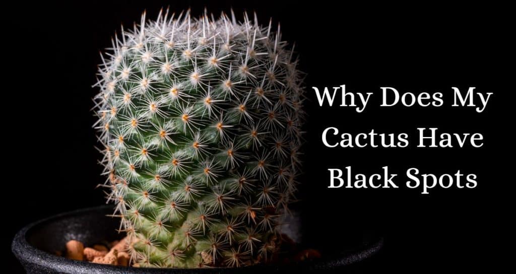 Why Does My Cactus Have Black Spots? [What To Do Now] - HousePlantsInfo.com