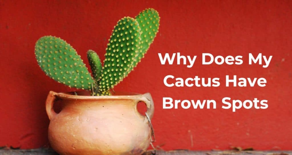 Why Does My Cactus Have Brown Spots - HousePlantsInfo.com