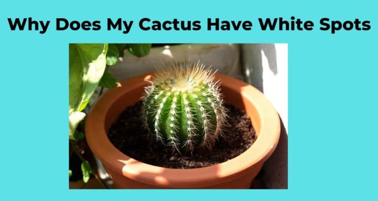 Why Does My Cactus Have White Spots? [What To Do] - HousePlantsInfo.com