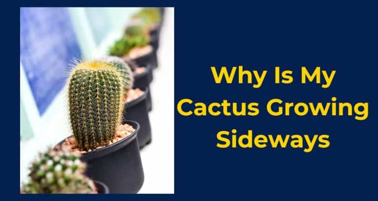Why Is My Cactus Growing Sideways? [What to Do] - HousePlantsInfo.com