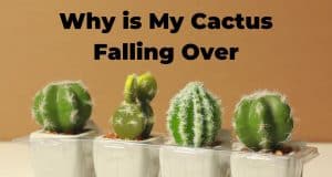 Why is My Cactus Falling Over? [What to Do] - HousePlantsInfo.com