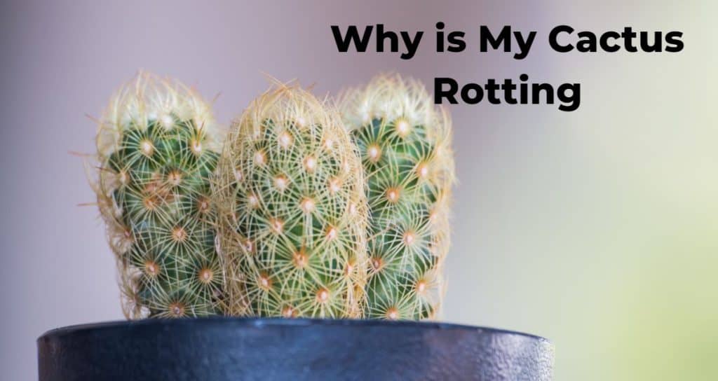 Why is My Cactus Rotting? [Reasons & Solutions] - HousePlantsInfo.com