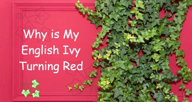 Why is My English Ivy Turning Red? [How to Fix] - HousePlantsInfo.com