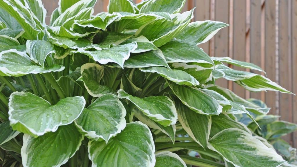 Hostas Grow & Care [Helpful Tips] - HousePlantsInfo.com