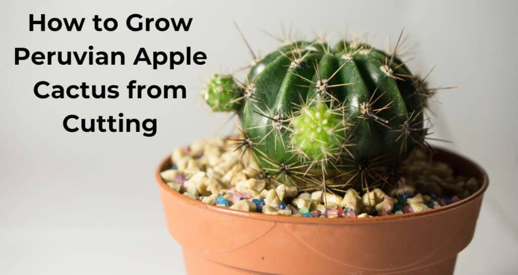 Cactus Houseplants - Grow and Care Tips