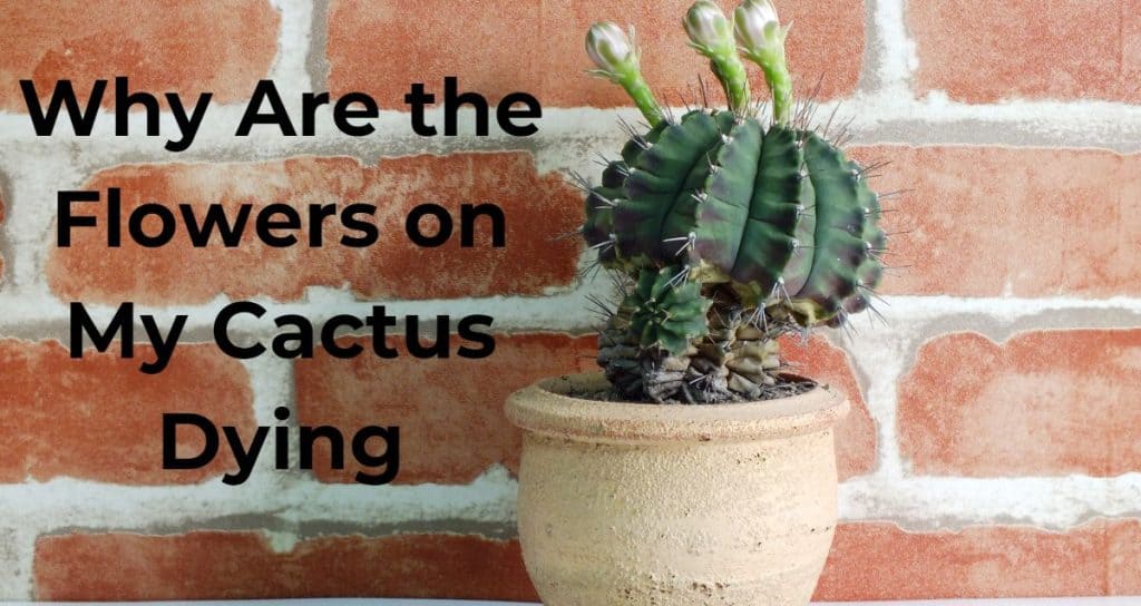 Why Are the Flowers on My Cactus Dying - HousePlantsInfo.com