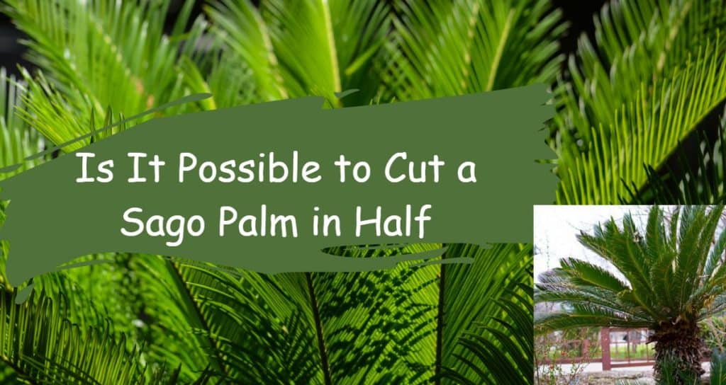 Is It Possible to Cut a Sago Palm in Half - HousePlantsInfo.com