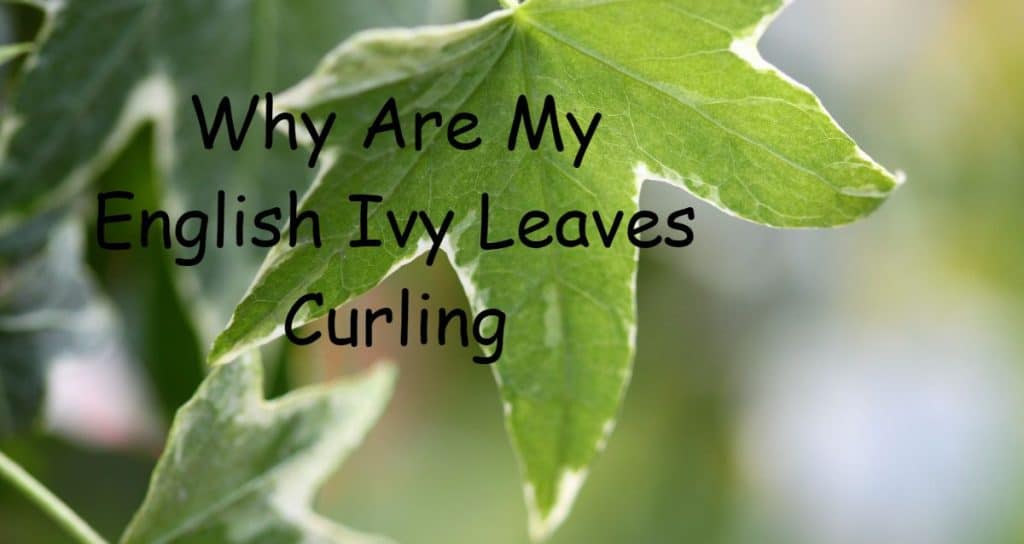 Why Are My English Ivy Leaves Curling? [What to Do Now ...